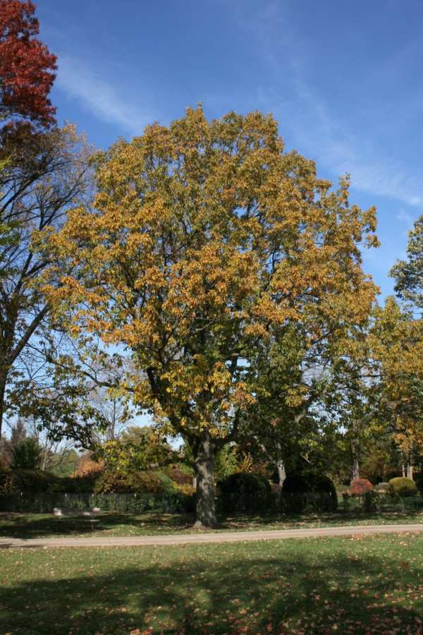 Chestnut Oak | MSD